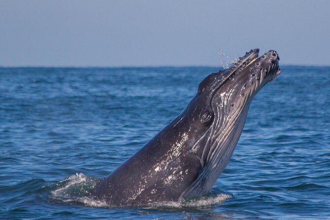 Whale Encounter Puerto Vallarta - Authentic Feedback