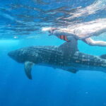 Whale Shark Adventure from Isla Mujeres - The Itinerary in Detail