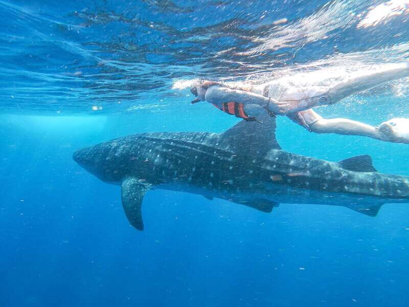 Whale Shark Adventure from Isla Mujeres - The Itinerary in Detail