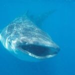 Whale Shark Adventure in Isla Mujeres and Cancun - Why We Appreciate the Tour