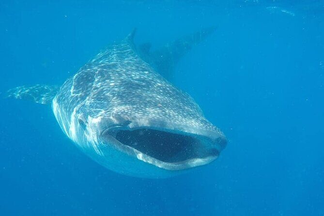 Whale Shark Adventure in Isla Mujeres and Cancun - Why We Appreciate the Tour