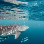 Whale Shark Adventure with a Marine Biologist - The Reviews: What Past Travelers Say