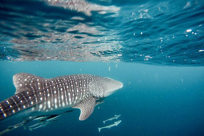 Whale Shark Adventure with a Marine Biologist - The Reviews: What Past Travelers Say