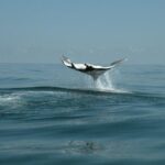 Whale Shark and Snorkeling Adventure from Isla Holbox - What’s Included and What You Should Know