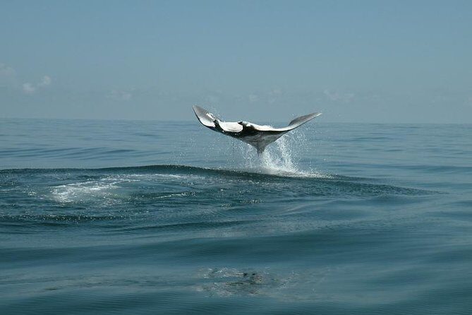 Whale Shark and Snorkeling Adventure from Isla Holbox - What’s Included and What You Should Know