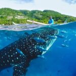 Whale Shark Encounter and Tumalog Waterfalls Tour - What to Expect and Practical Tips