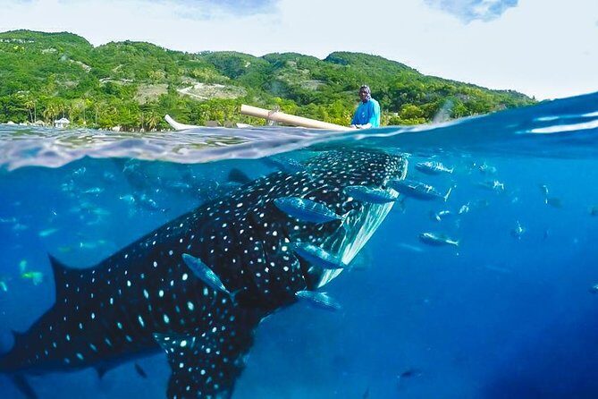 Whale Shark Encounter and Tumalog Waterfalls Tour - What to Expect and Practical Tips
