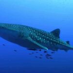 Whale Shark Encounter Experience in Cancun (Snack Lunch included) - Whats Included and Whats Not