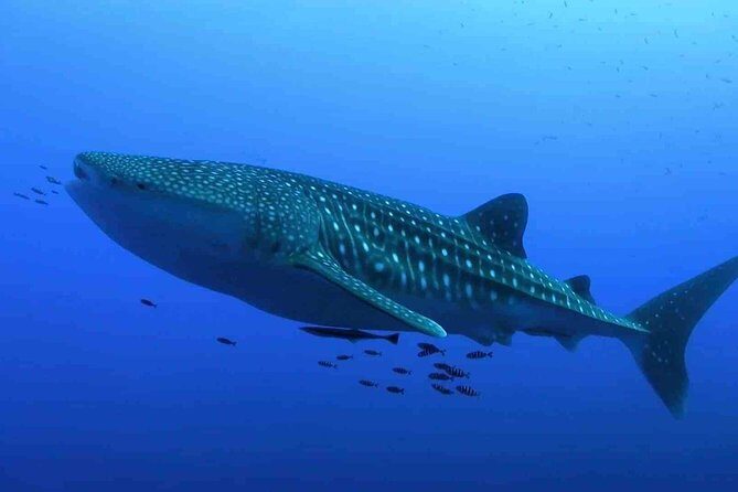 Whale Shark Encounter Experience in Cancun (Snack Lunch included) - Whats Included and Whats Not