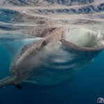 Whale Shark Experience - The Itinerary and What Makes It Special