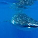 Whale Shark Experience from Playa del Carmen - Who Will Love This Tour?