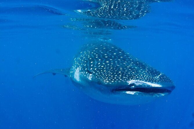Whale Shark Experience from Playa del Carmen - Who Will Love This Tour?