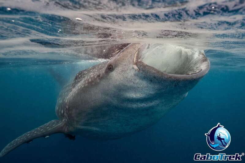 Whale Shark Experience - The Itinerary and What Makes It Special
