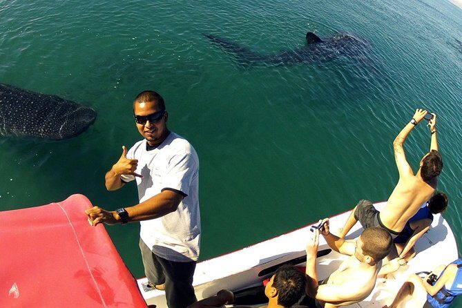 Whale Shark from Cancun, Riviera Maya and Tulum All Inclusive - The Highlights: Why It Stands Out