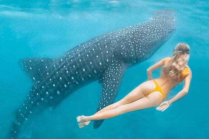 Whale Shark Maldives - Private Boat Charter for Snorkeling - The Pros and Cons Based on Actual Feedback