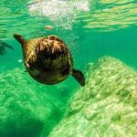 Whale Shark & Sea Lion Snorkeling Picnic at Espiritu Santo Island - Who Will Love This Tour?