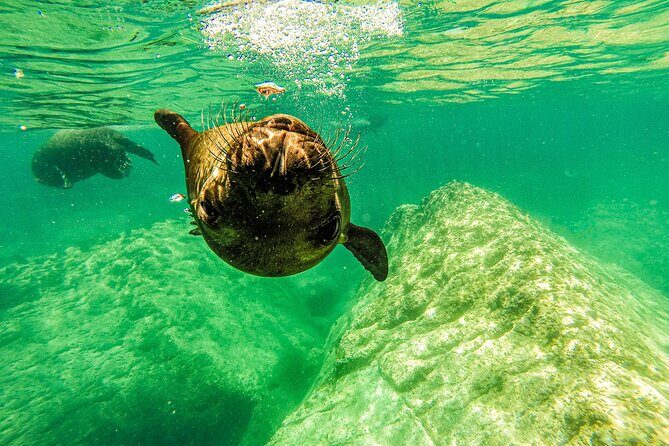 Whale Shark & Sea Lion Snorkeling Picnic at Espiritu Santo Island - Who Will Love This Tour?