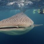 Whale-Shark Snorkeling Excursion to La Paz - Why This Tour Offers Great Value