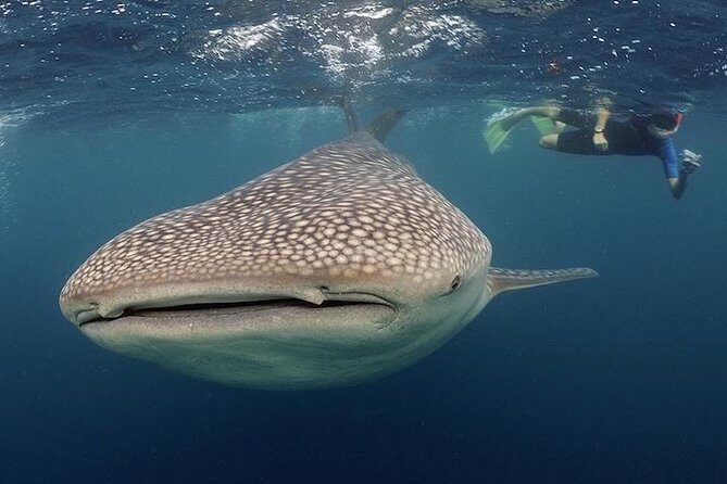 Whale-Shark Snorkeling Excursion to La Paz - Why This Tour Offers Great Value