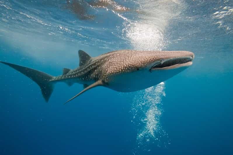 Whale Shark Snorkeling in La Paz, BCS. - An In-Depth Look at the Whale Shark Snorkeling Tour in La Paz