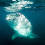 Whale Shark snorkeling tour in a reduced group with local marine biologist - Who is This Tour Best Suited For?
