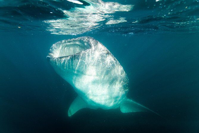 Whale Shark snorkeling tour in a reduced group with local marine biologist - Who is This Tour Best Suited For?