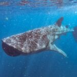 Whale Shark Swim Adventure SMALL GROUP from Cancun - What to Expect on this Whale Shark Adventure