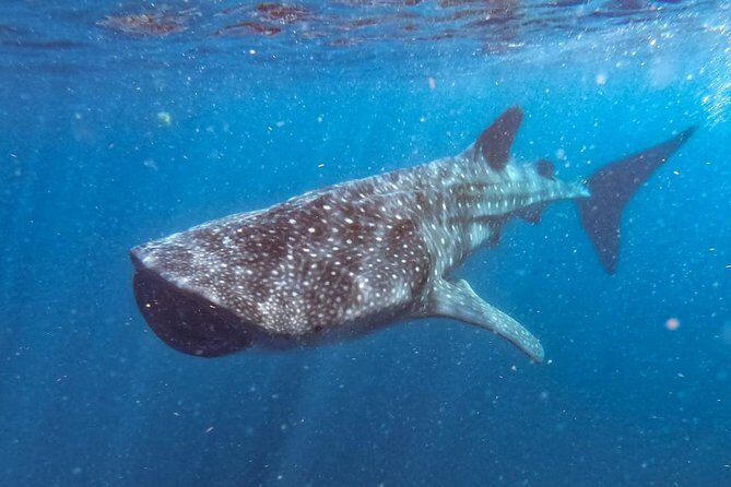 Whale Shark Swim Adventure SMALL GROUP from Cancun - What to Expect on this Whale Shark Adventure