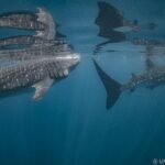 Whale Shark Swimming Adventure from Cancun & Riviera Maya - Seasonal June/Sept - Practical Details and Considerations