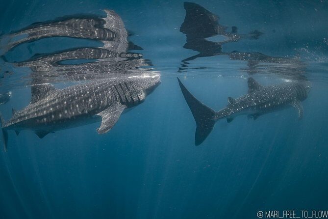 Whale Shark Swimming Adventure from Cancun & Riviera Maya - Seasonal June/Sept - Practical Details and Considerations