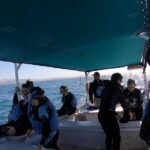 Whale Shark Swimming Adventure: Small Group with Marine Biologist - What Travelers Are Saying