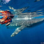 Whale Shark swimming ocean safari all included tour - Setting Sail: The Boat and Crew