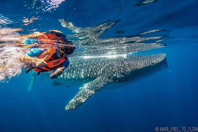 Whale Shark swimming ocean safari all included tour - Setting Sail: The Boat and Crew