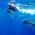 Whale Shark Tour from Cancun, Playa del Carmen, Tulum and Riviera Maya - What’s Included and What’s Not