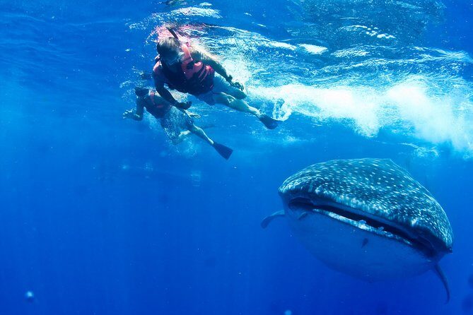 Whale Shark Tour from Cancun, Playa del Carmen, Tulum and Riviera Maya - What’s Included and What’s Not