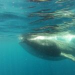 Whale Shark Tour from Holbox Island - The Final Verdict: Is It Worth It?