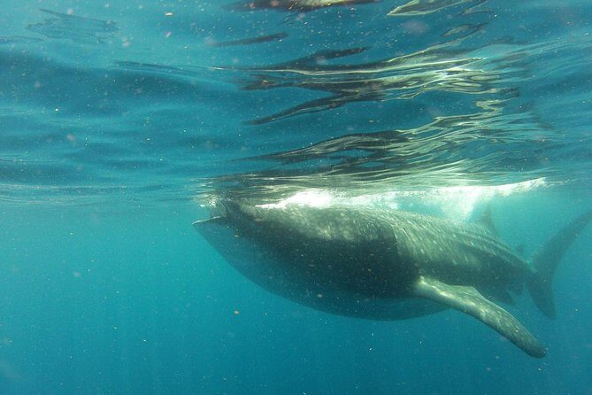 Whale Shark Tour from Holbox Island - The Final Verdict: Is It Worth It?