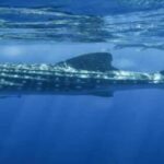 Whale Shark Tour in Cancun in Italian - The Itinerary Breakdown