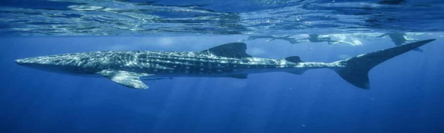 Whale Shark Tour in Cancun in Italian - The Itinerary Breakdown