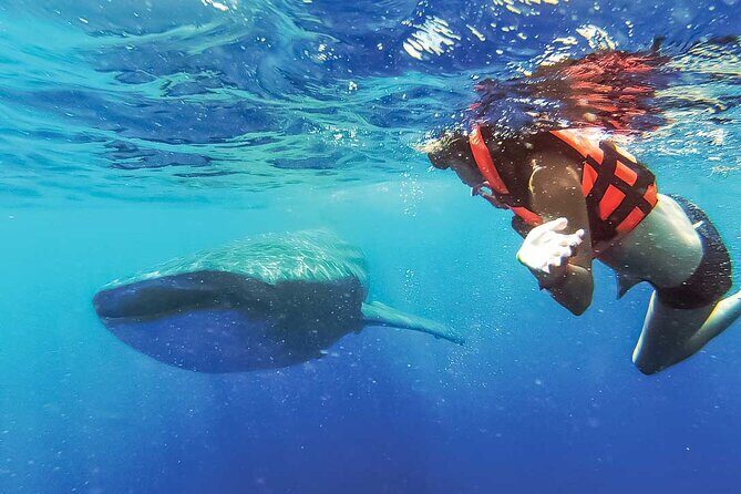 Whale Shark Watching and Snorkeling Experience on Contoy Island - Final Thoughts
