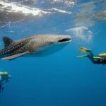 Whale Shark Watching and Sumilon Sandbar Private Tour Package - What’s Included and What’s Not