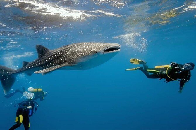 Whale Shark Watching and Sumilon Sandbar Private Tour Package - What’s Included and What’s Not
