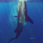 Whale Sharks Small-Group Tour in Cancun and Riviera Maya - Lunch and Relaxation at Isla Mujeres