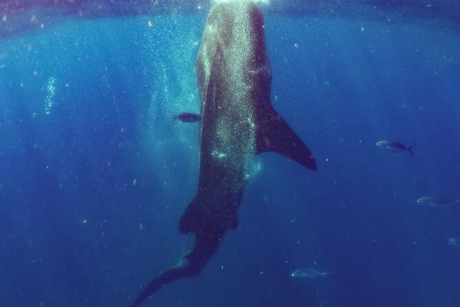 Whale Sharks Small-Group Tour in Cancun and Riviera Maya - Lunch and Relaxation at Isla Mujeres
