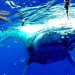 Whale Tour - Observe and swim with whales - Authentic Experiences and Honest Feedback