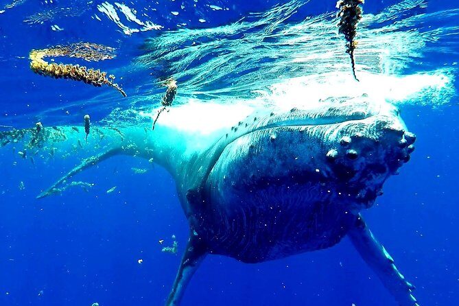 Whale Tour - Observe and swim with whales - Authentic Experiences and Honest Feedback