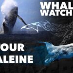 WHALE TOUR - Watching and Swimming with Whales - Closing Thoughts