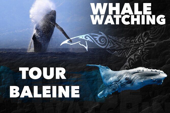 WHALE TOUR - Watching and Swimming with Whales - Closing Thoughts