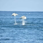 Whale Watch Cabo: Group Whale Watching Tour - FREE photos - Who Is This Tour Best For?