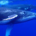Whale watching 6 people half day - Deep Dive Into the Itinerary